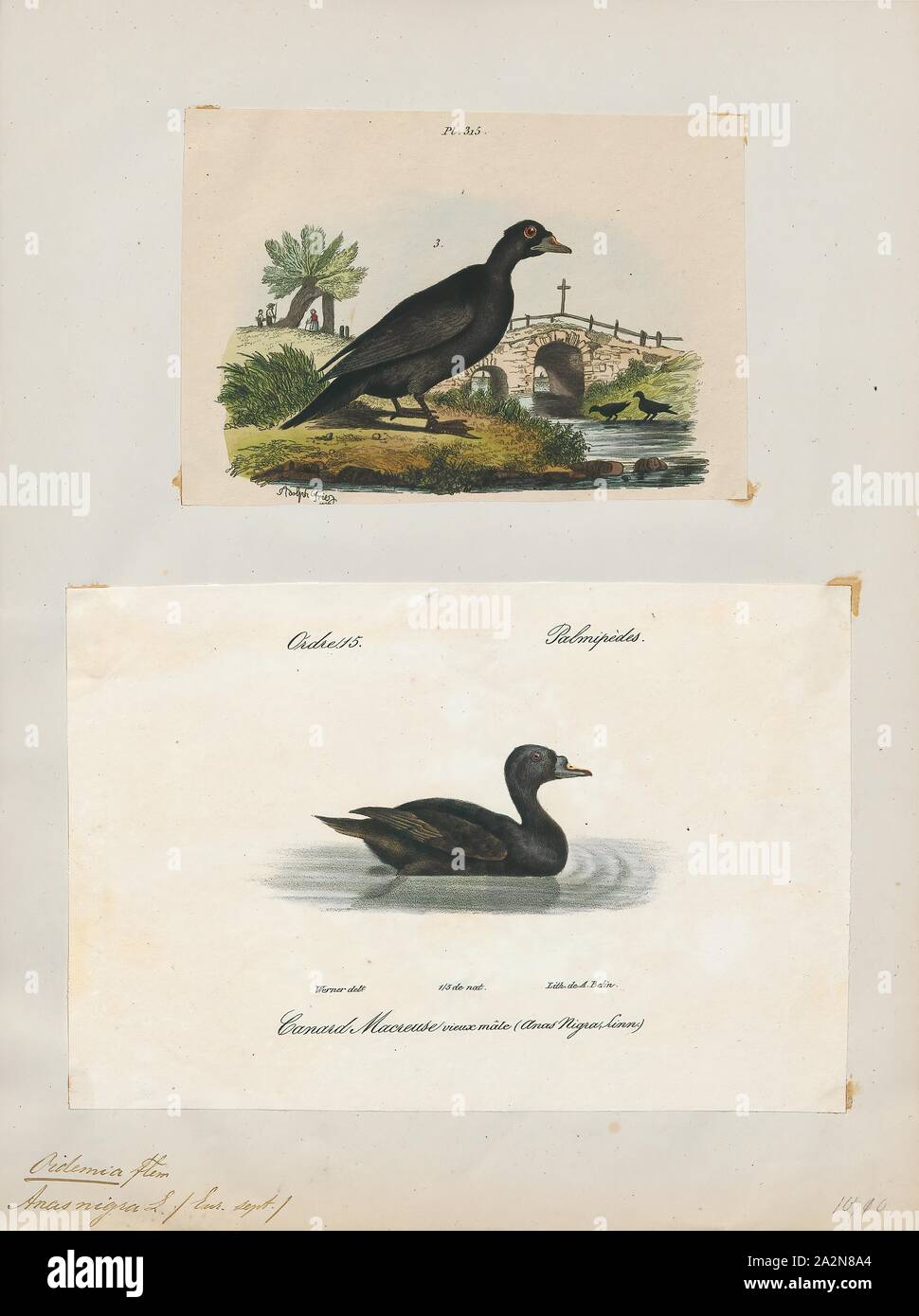 Oidemia nigra, Print, The common scoter (Melanitta nigra) is a large ...