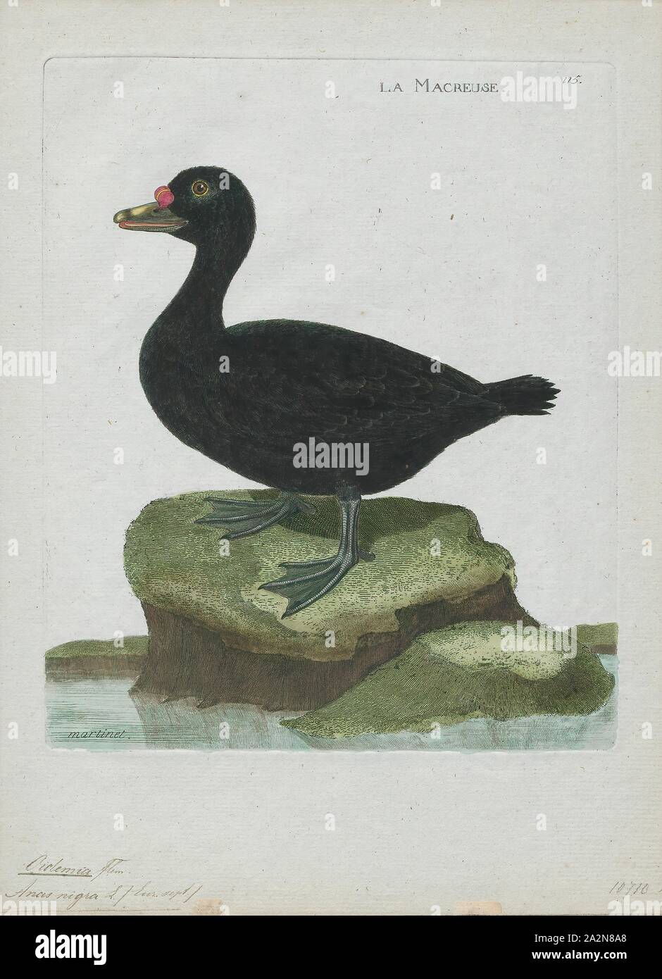 Oidemia nigra, Print, The common scoter (Melanitta nigra) is a large ...