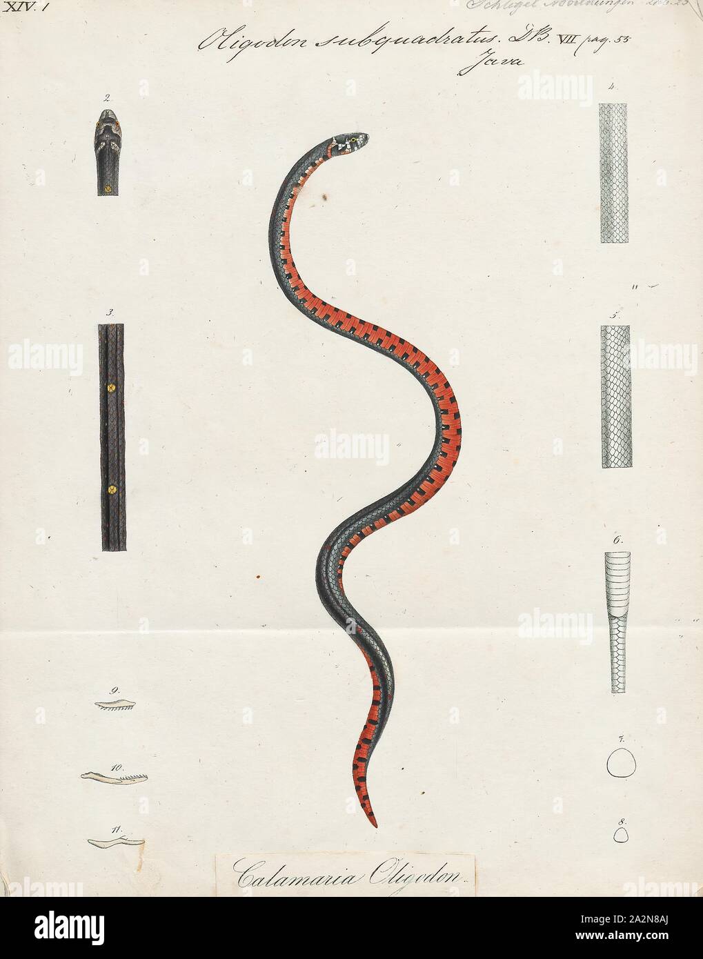 Oligodon subquadratus hi-res stock photography and images - Alamy