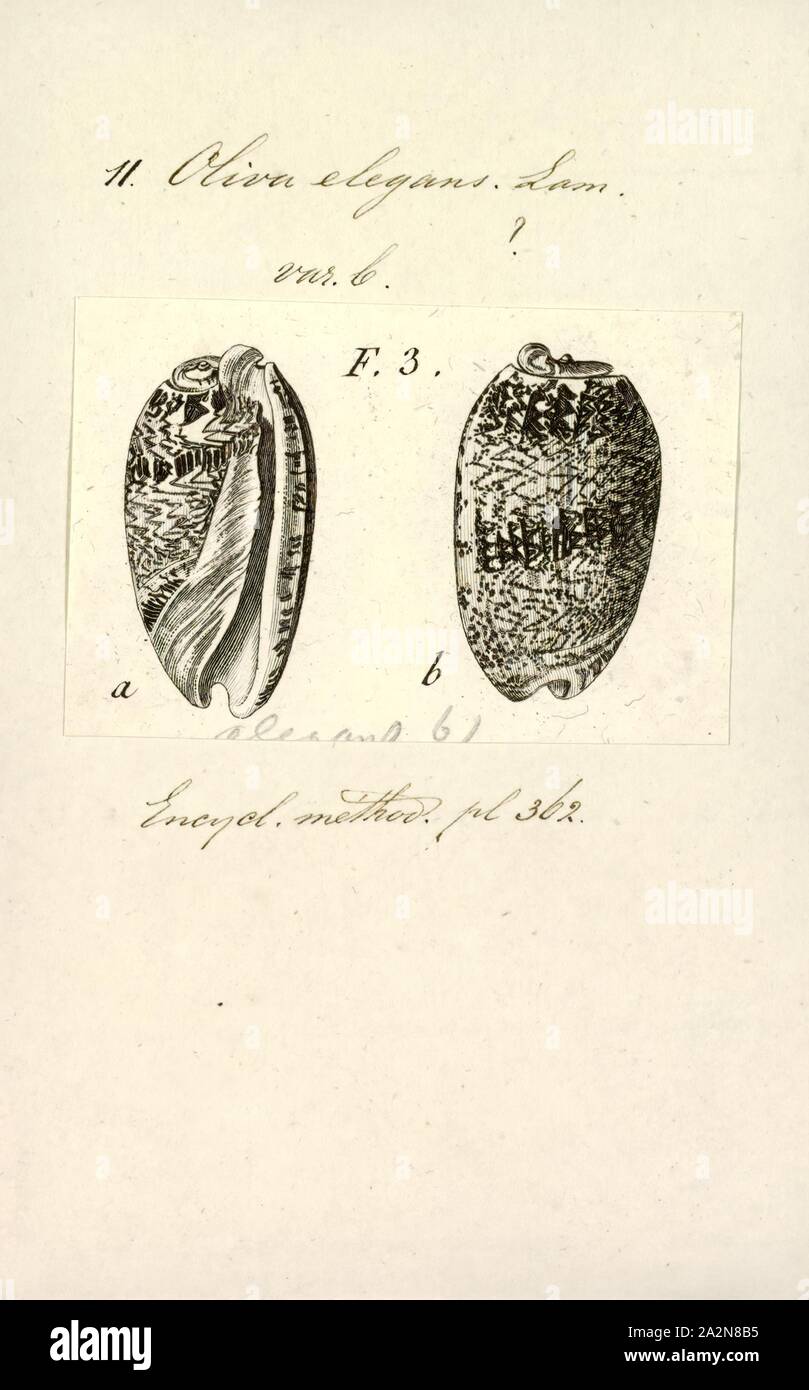 Oliva elegans, Print, Oliva elegans is a species of sea snail, a marine ...