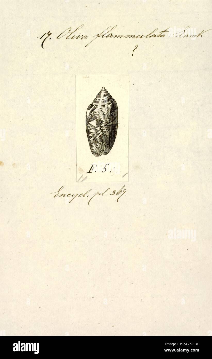 Oliva flammulata, Print, Oliva flammulata, common name the flame olive ...