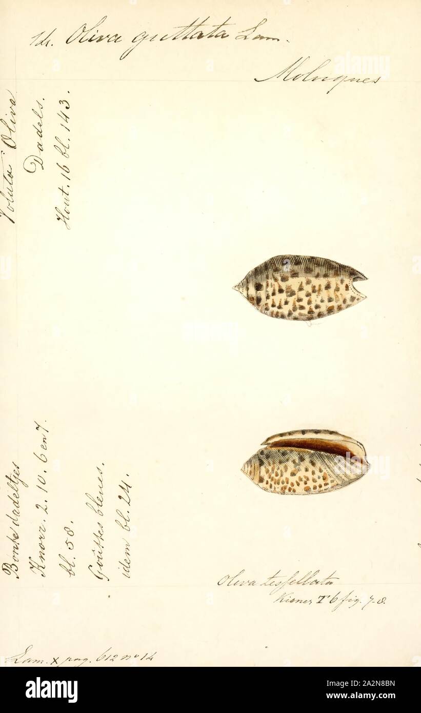 Oliva guttata hi-res stock photography and images - Alamy