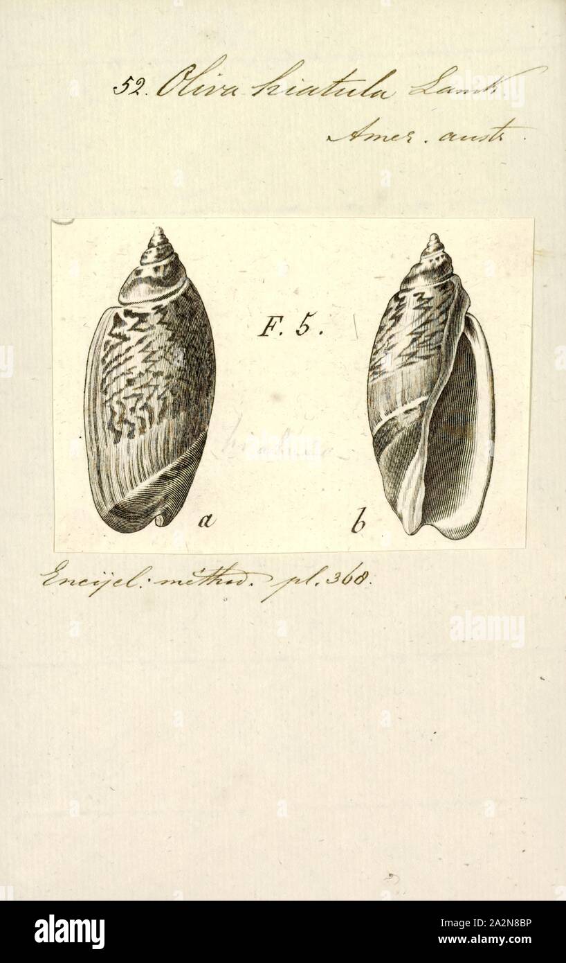 Oliva hiatula, Print Stock Photo - Alamy