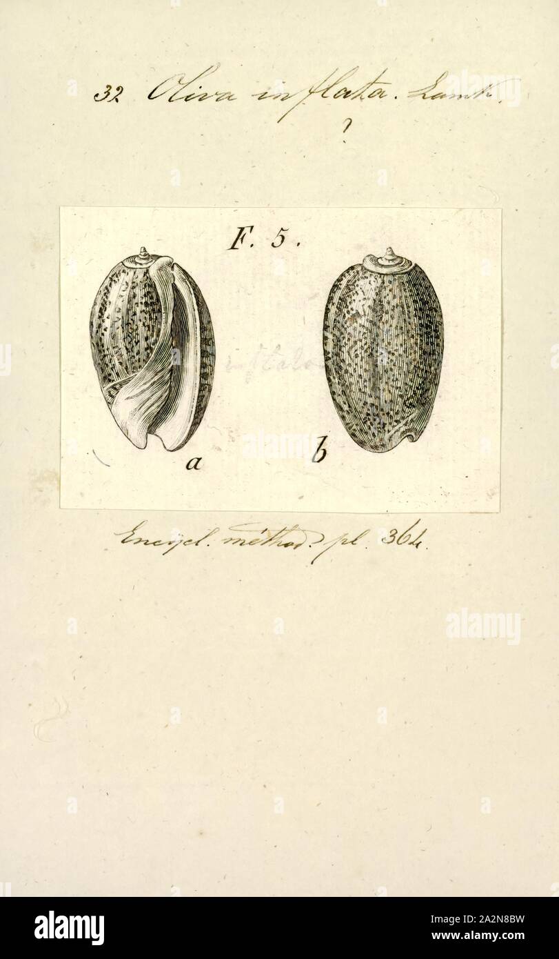 Oliva inflata, Print Stock Photo - Alamy