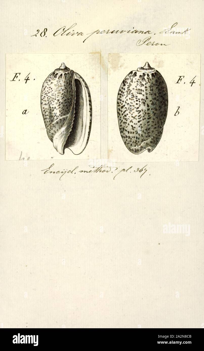 Galapagos snail hi-res stock photography and images - Alamy