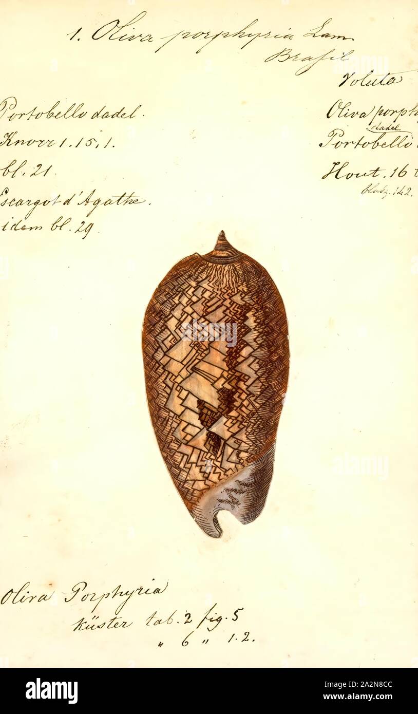 Tent olive shell hi-res stock photography and images - Alamy