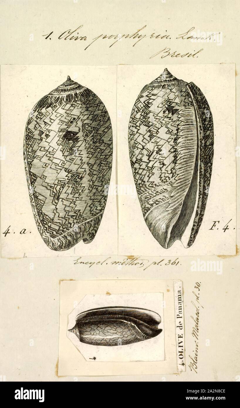 Oliva olive hi-res stock photography and images - Alamy