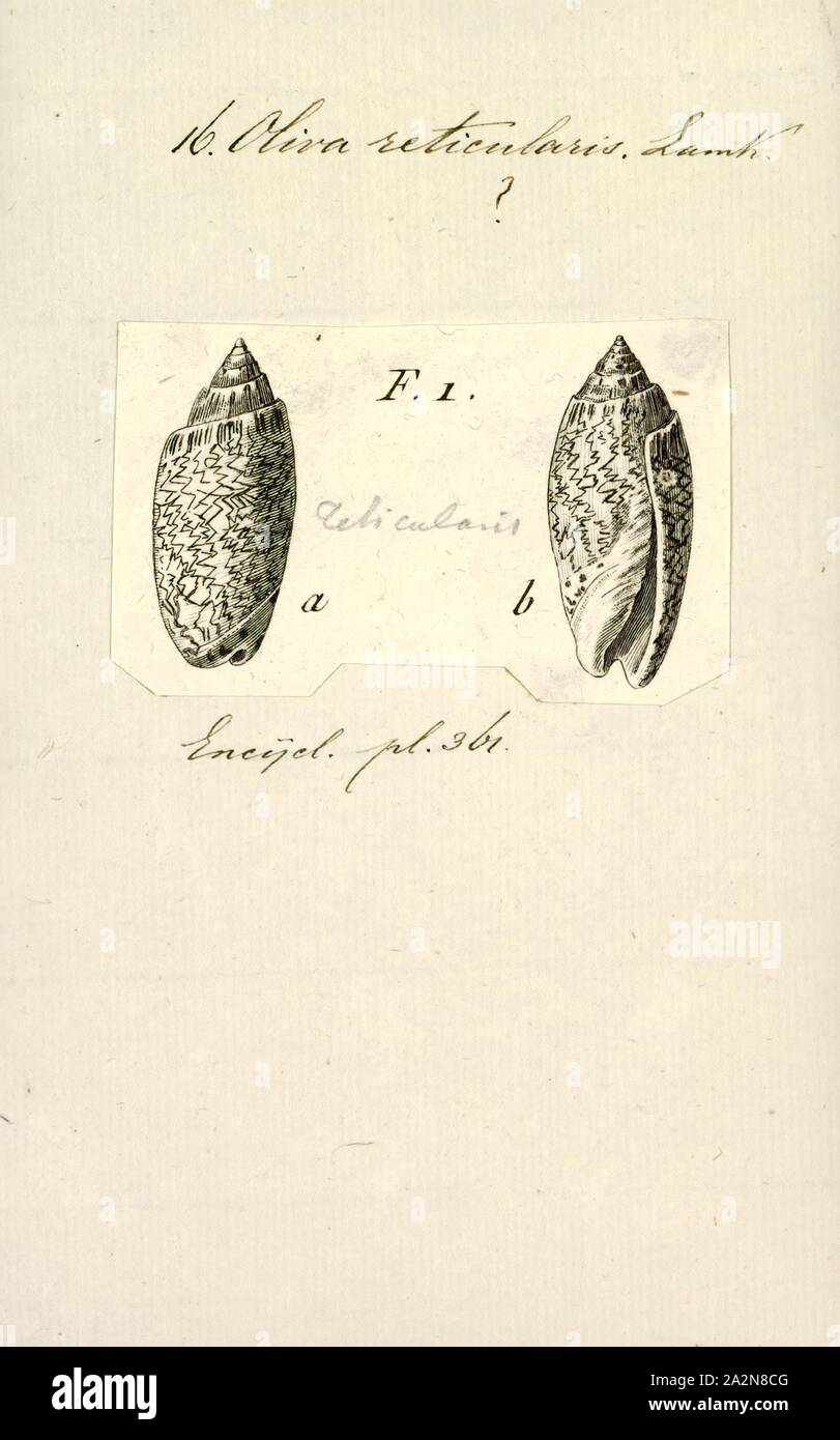 Oliva reticularis hi-res stock photography and images - Alamy