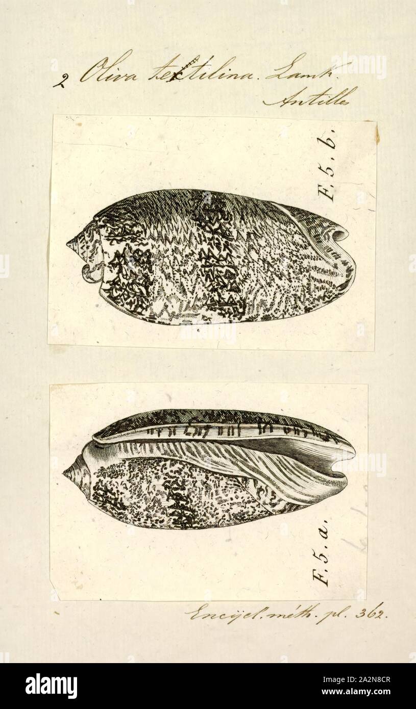 Oliva textilina, Print, Oliva sericea is a species of sea snail, a ...