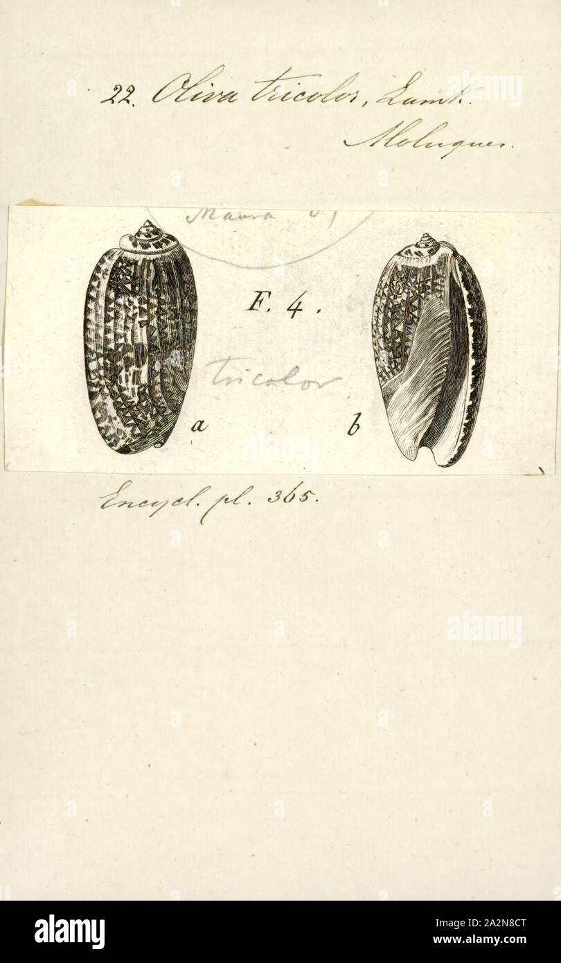 Oliva tricolor, Print, Oliva tricolor, common name the tricolour olive ...