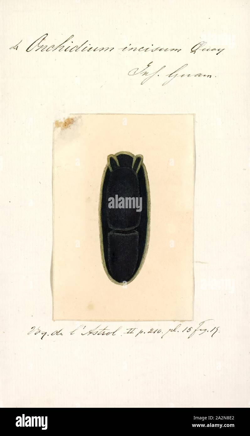 Onchidium incisum, Print, Onchidella incisa is a species of air ...