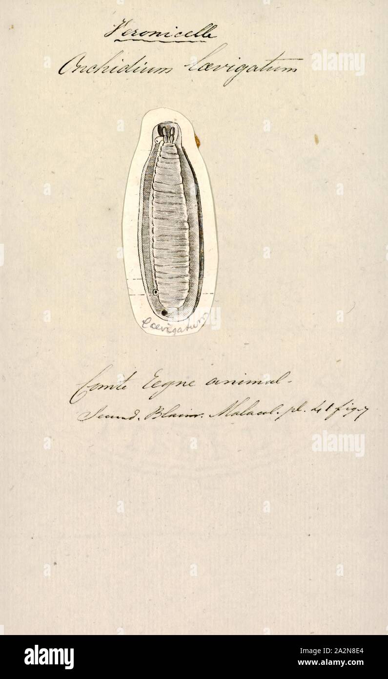 Onchidium laevigatum, Print, Onchidium laevigatum is a species of air ...