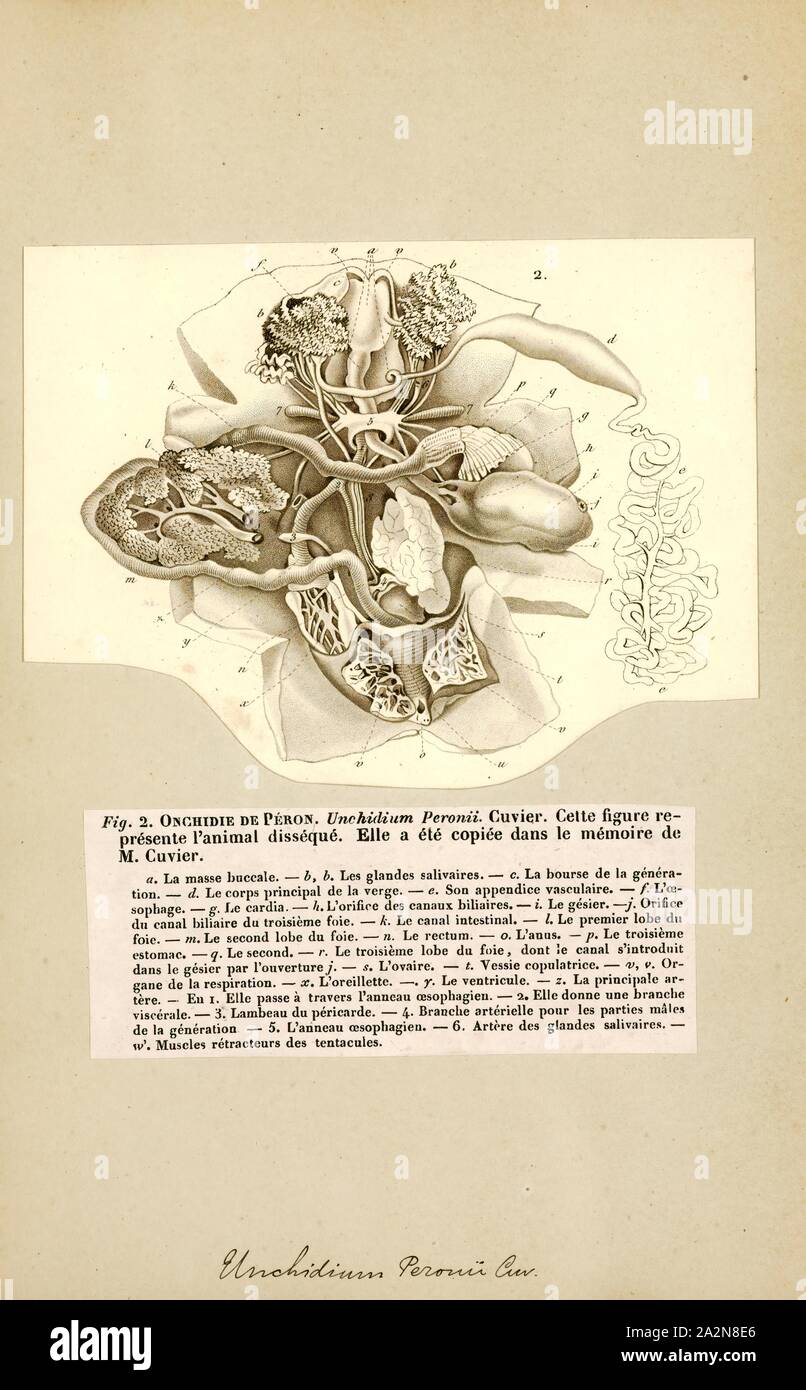 Onchidium peronii, Print, Peronia peronii is a species of air-breathing ...