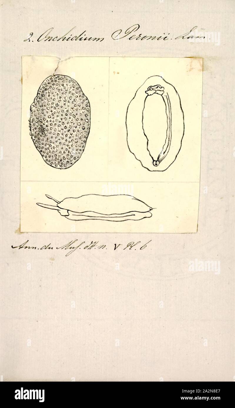 Onchidium peronii hi-res stock photography and images - Alamy