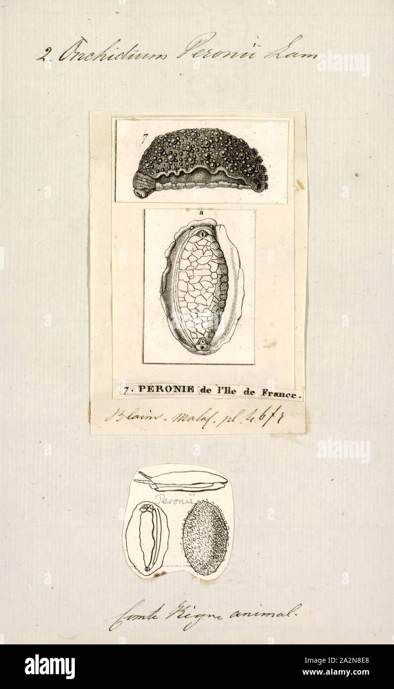 Onchidium peronii, Print, Peronia peronii is a species of air-breathing ...