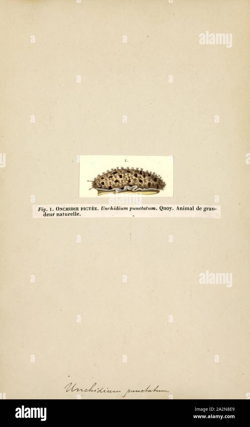 Onchidium punctatum, Print, Scaphis punctata is a species of air ...