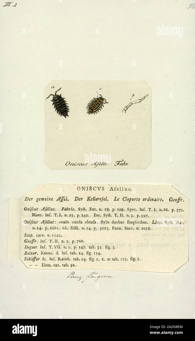 Oniscus asellus, Print, Oniscus asellus, the common woodlouse, is one ...