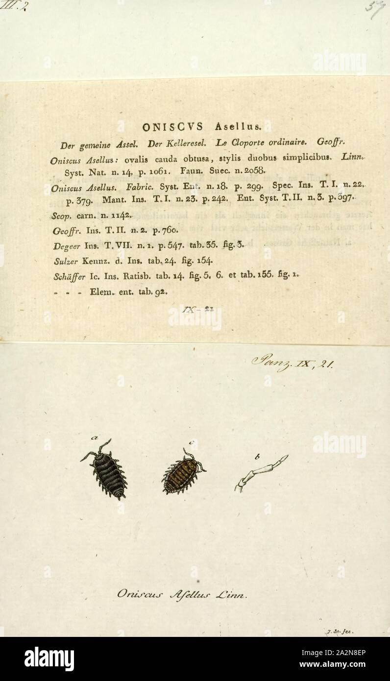 Oniscus asellus, Print, Oniscus asellus, the common woodlouse, is one ...