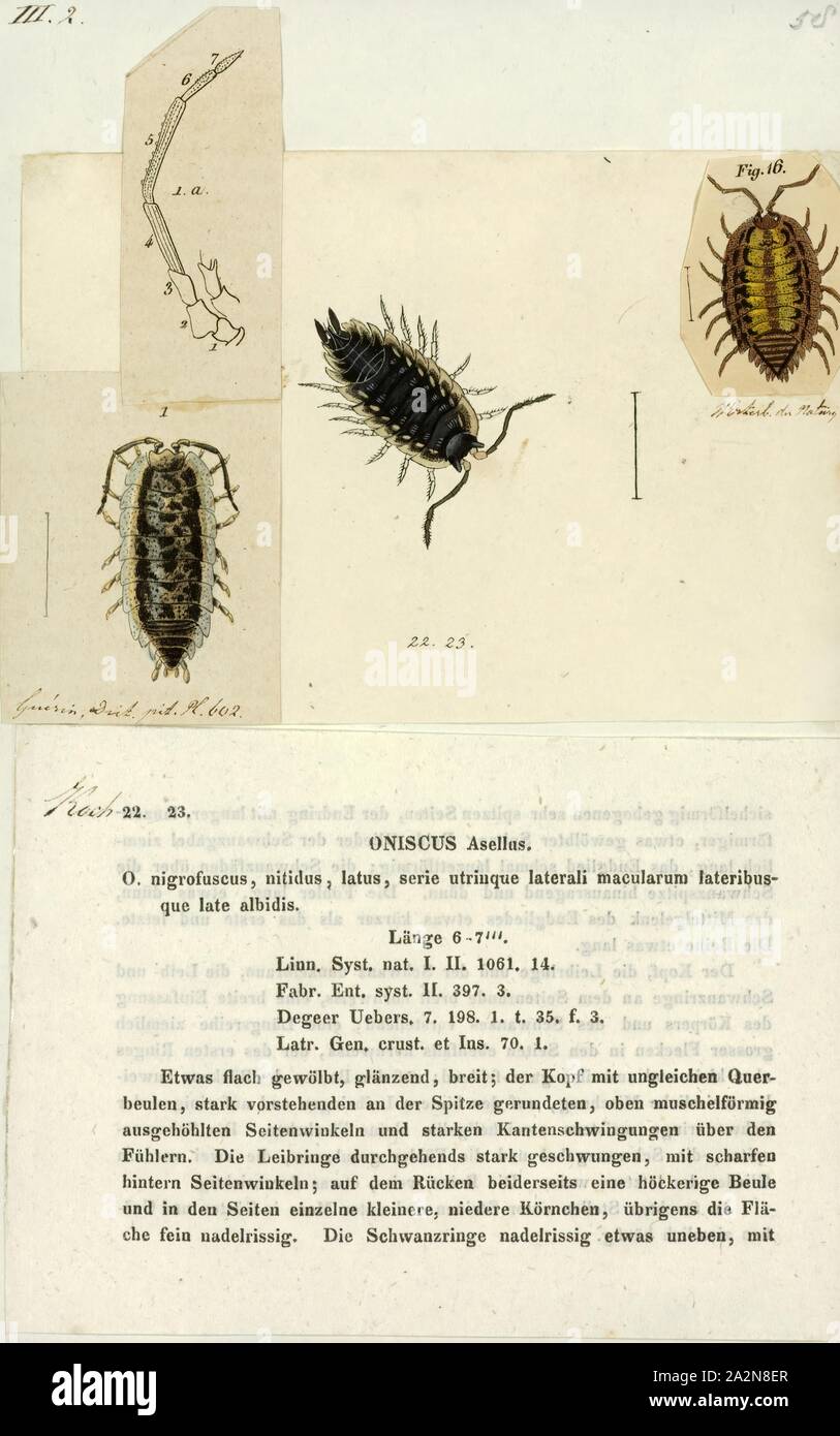 Oniscus asellus, Print, Oniscus asellus, the common woodlouse, is one ...