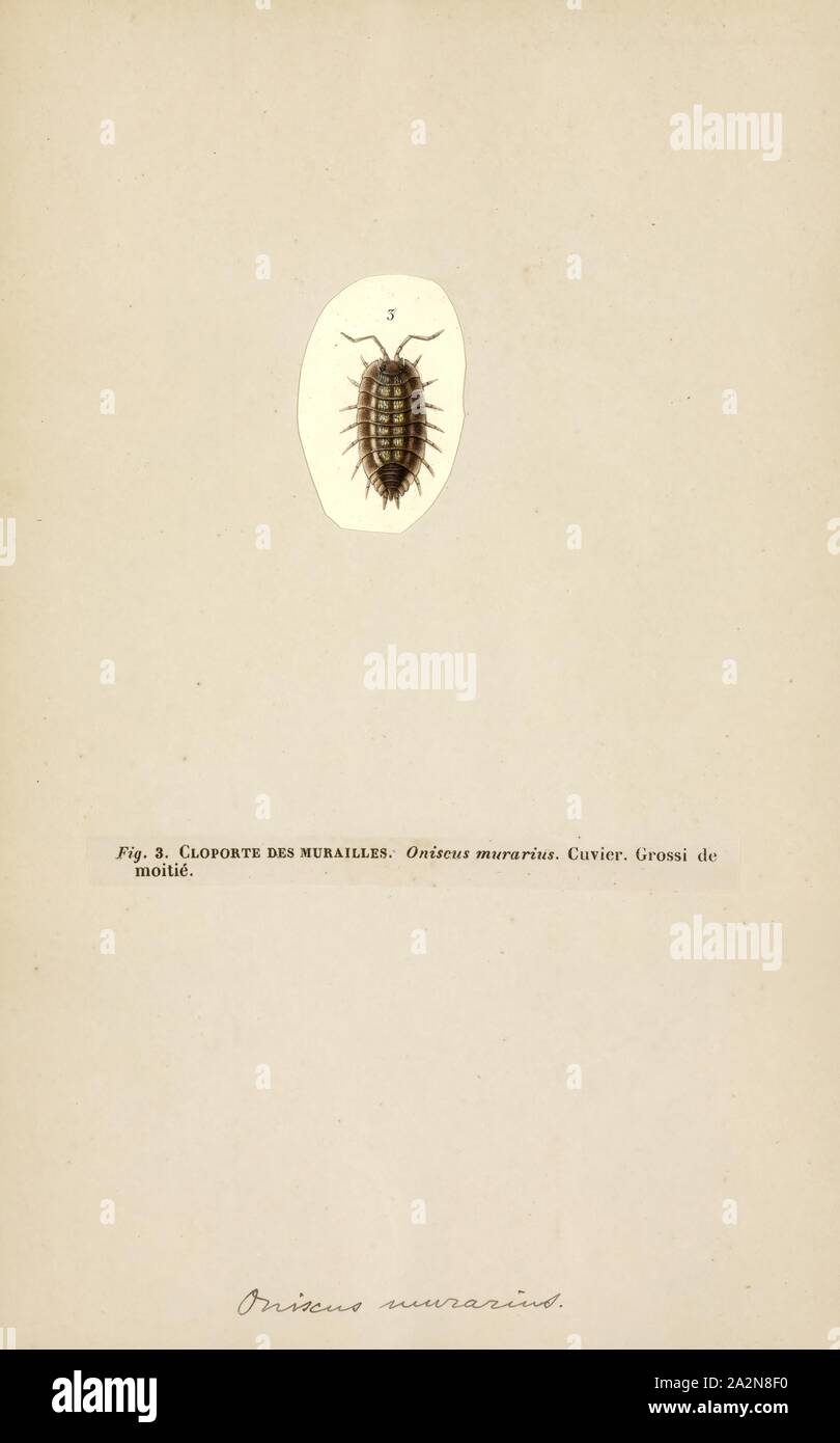 Murarius hi-res stock photography and images - Alamy