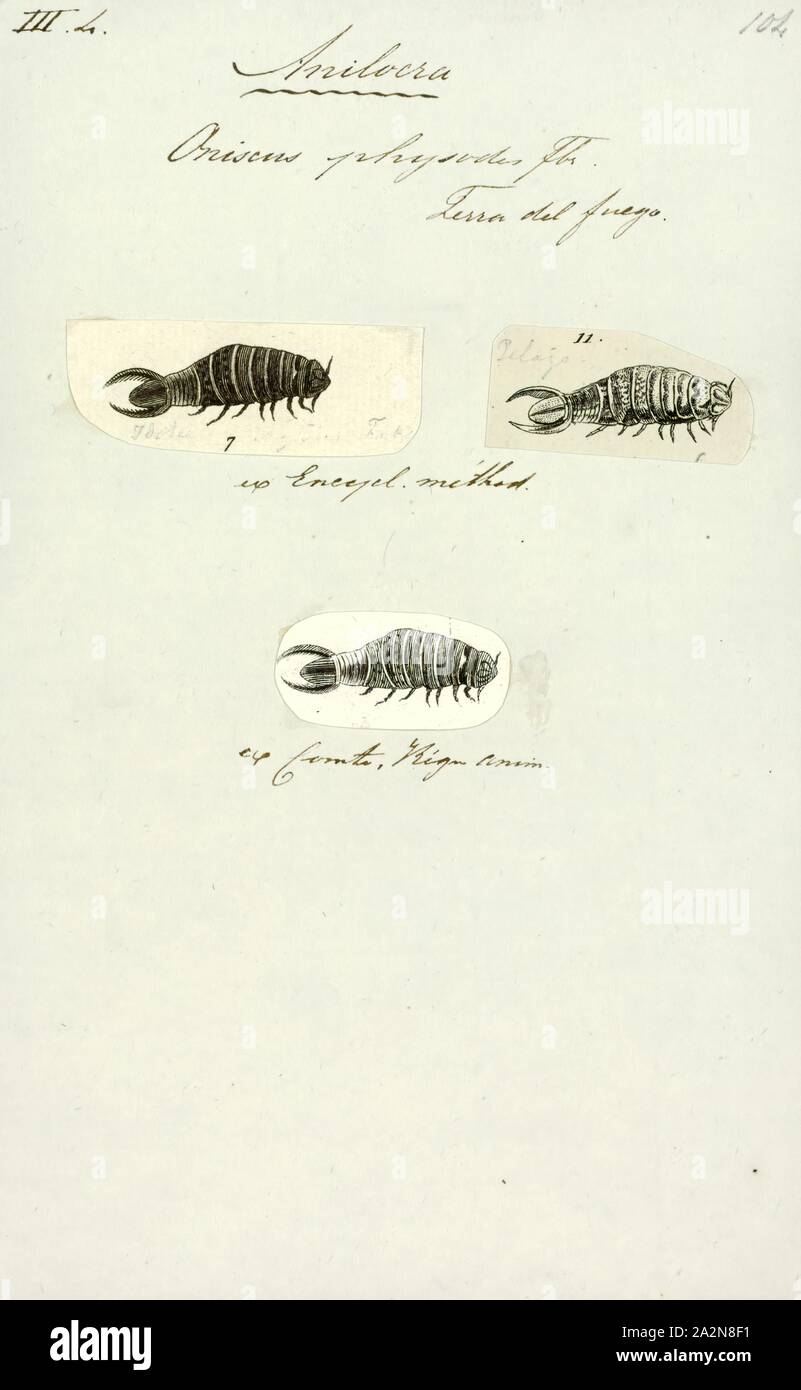 Oniscus physodes hi-res stock photography and images - Alamy