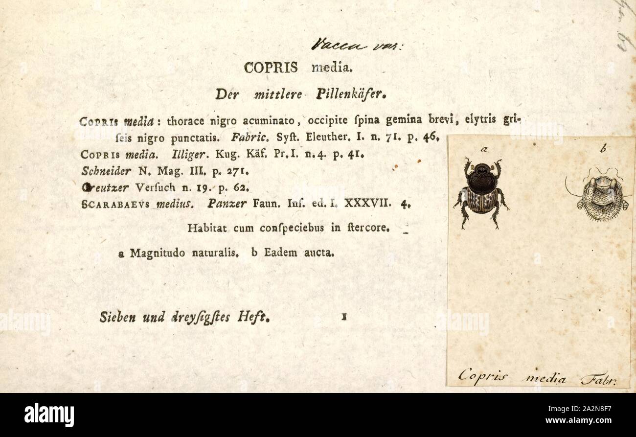 Oniticellus, Print, Oniticellus is a genus of dung beetles in the ...
