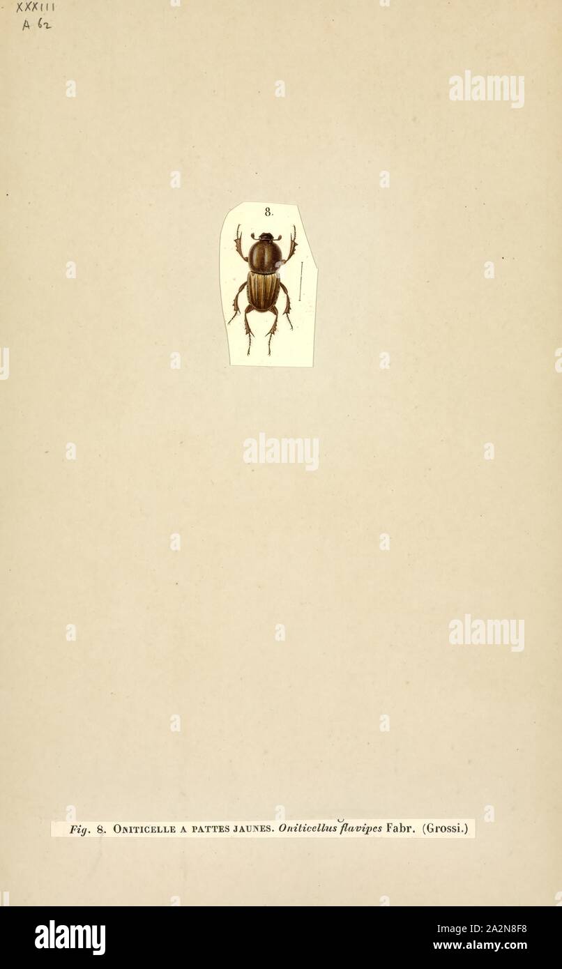 Oniticellus, Print, Oniticellus is a genus of dung beetles in the ...