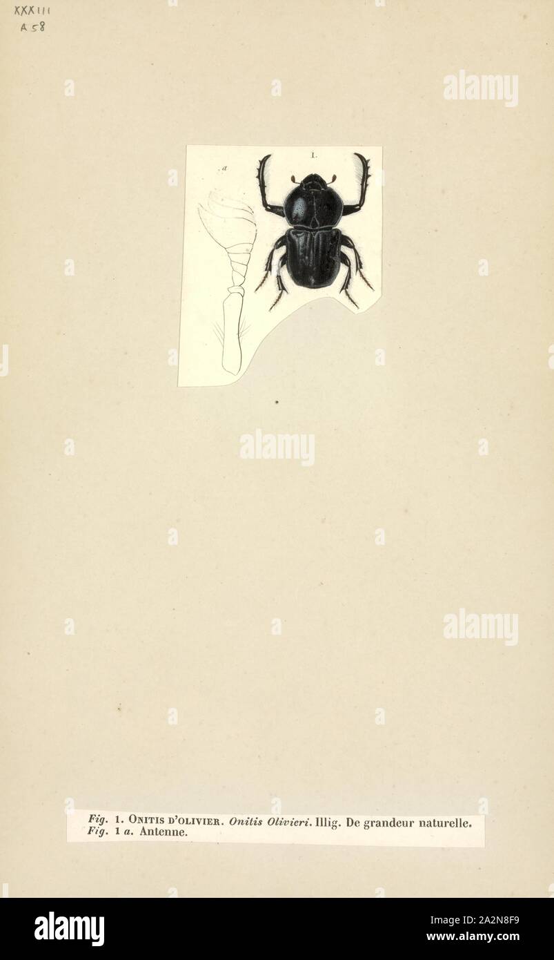 Onitis, Print, Onitis is a genus of Scarabaeidae or scarab beetles in ...