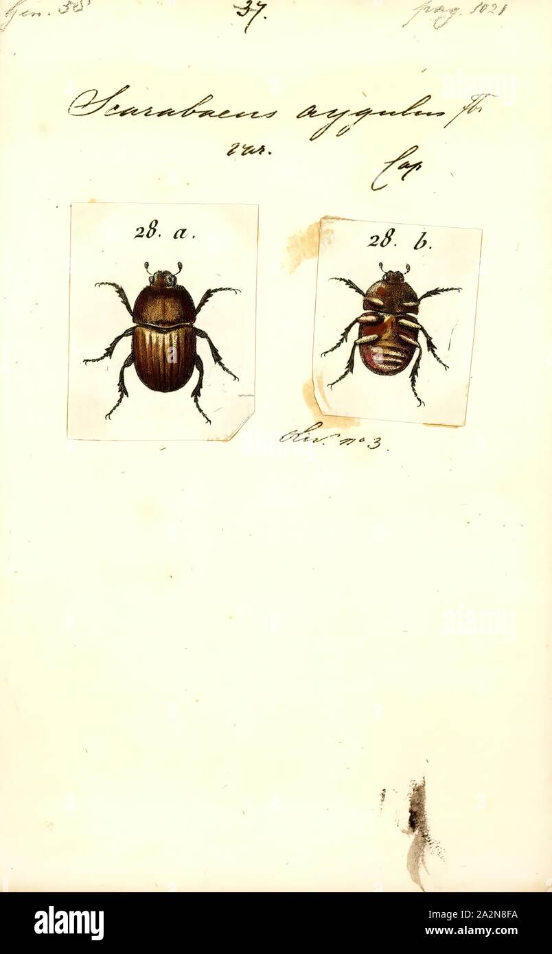 Onitis, Print, Onitis is a genus of Scarabaeidae or scarab beetles in ...
