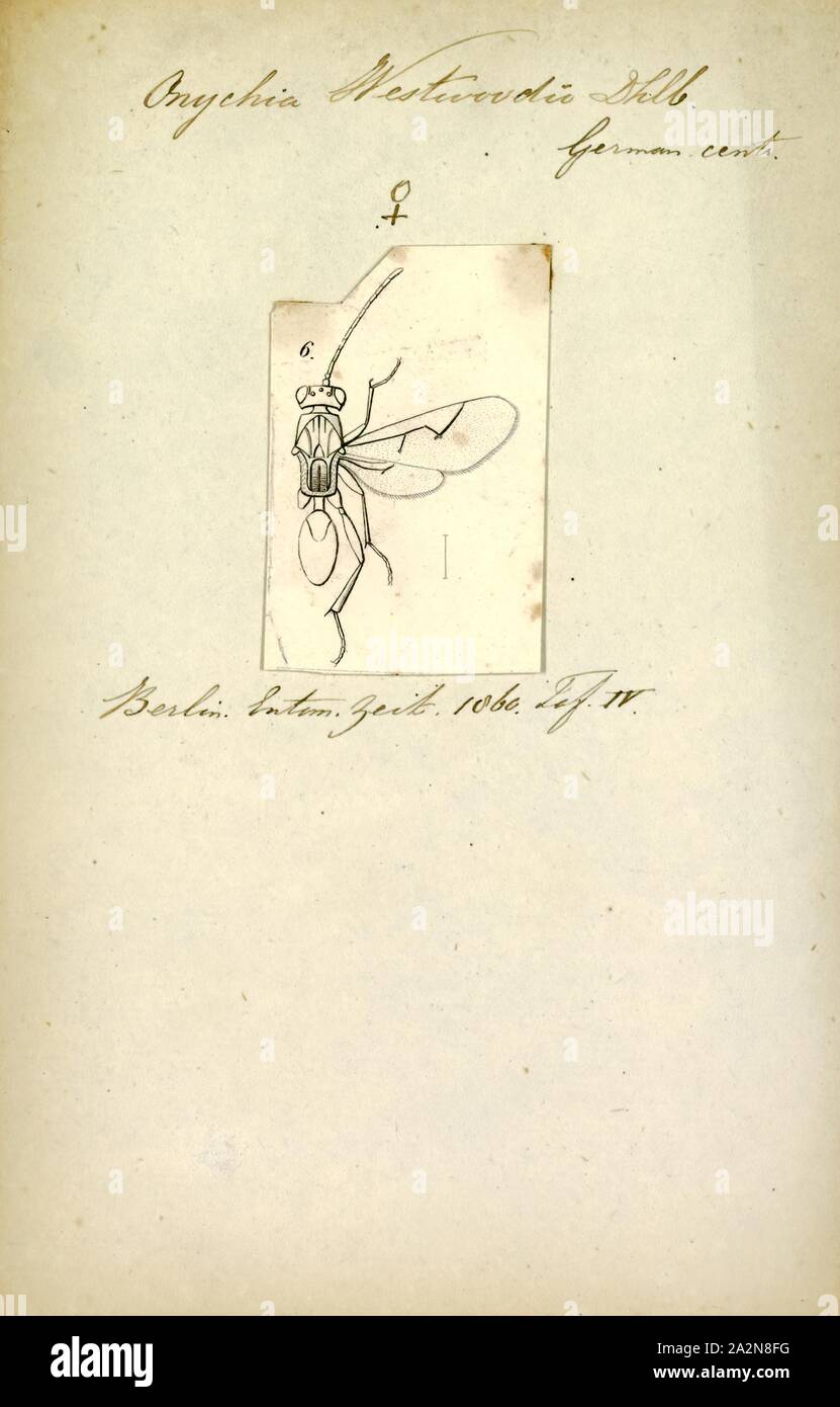 Onychia hi-res stock photography and images - Alamy