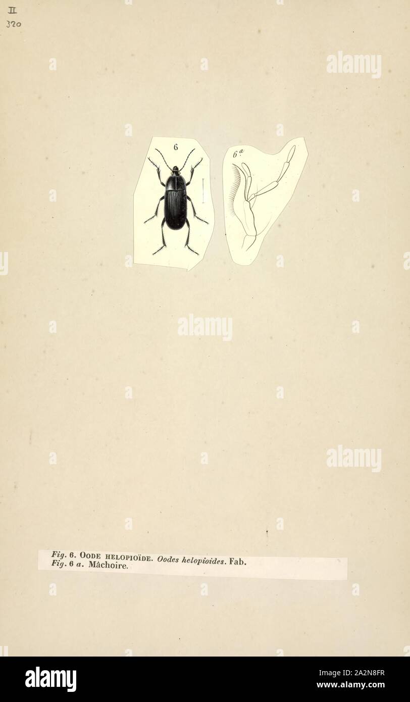 Oodes hi-res stock photography and images - Alamy