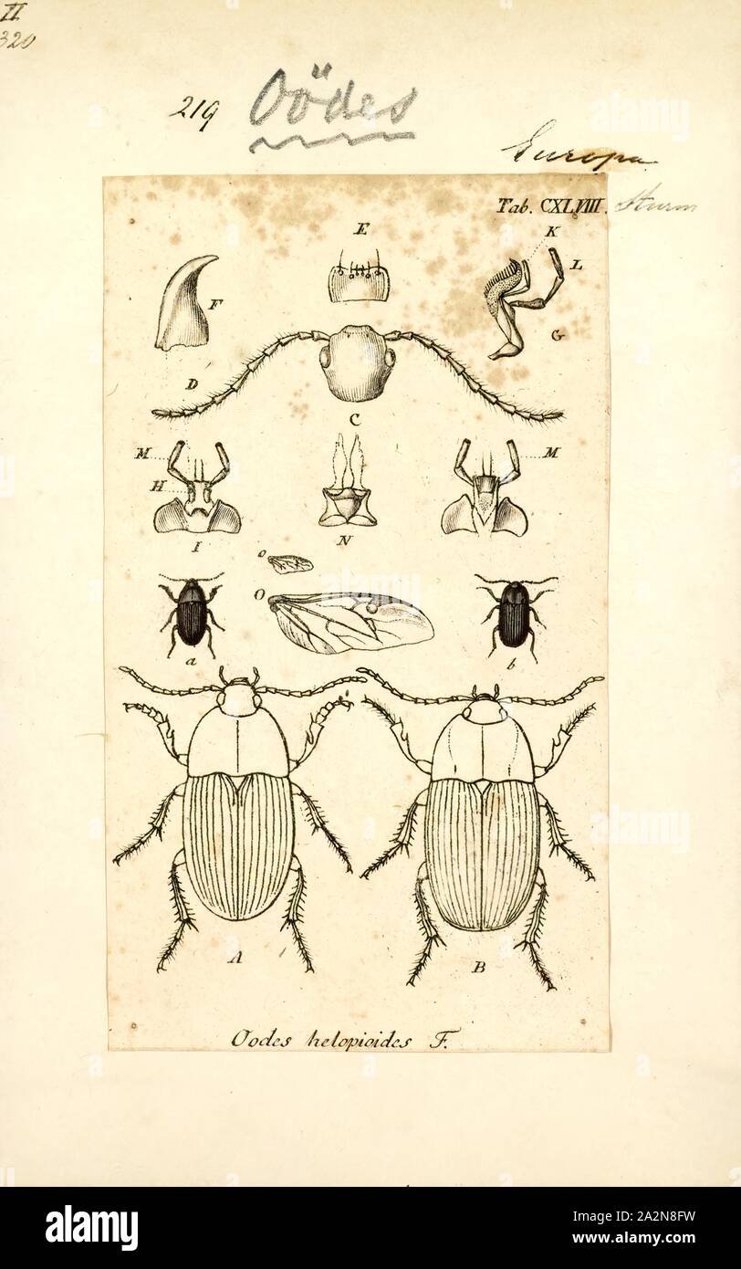 Oodes, Print, Oodes is a genus of ground beetle native to the ...