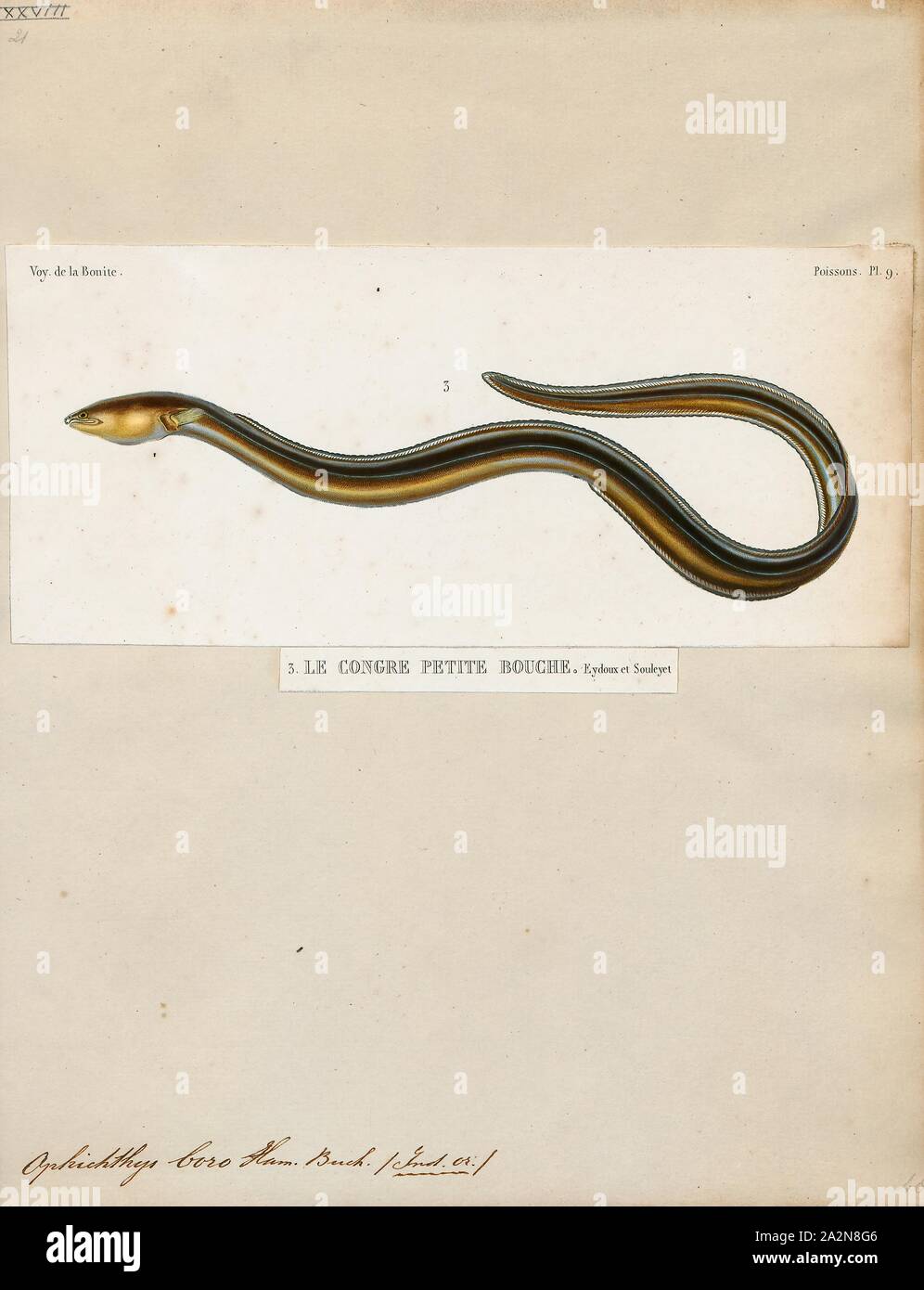 Ophichthys boro, Print, The rice-paddy eel (Pisodonophis boro; also ...
