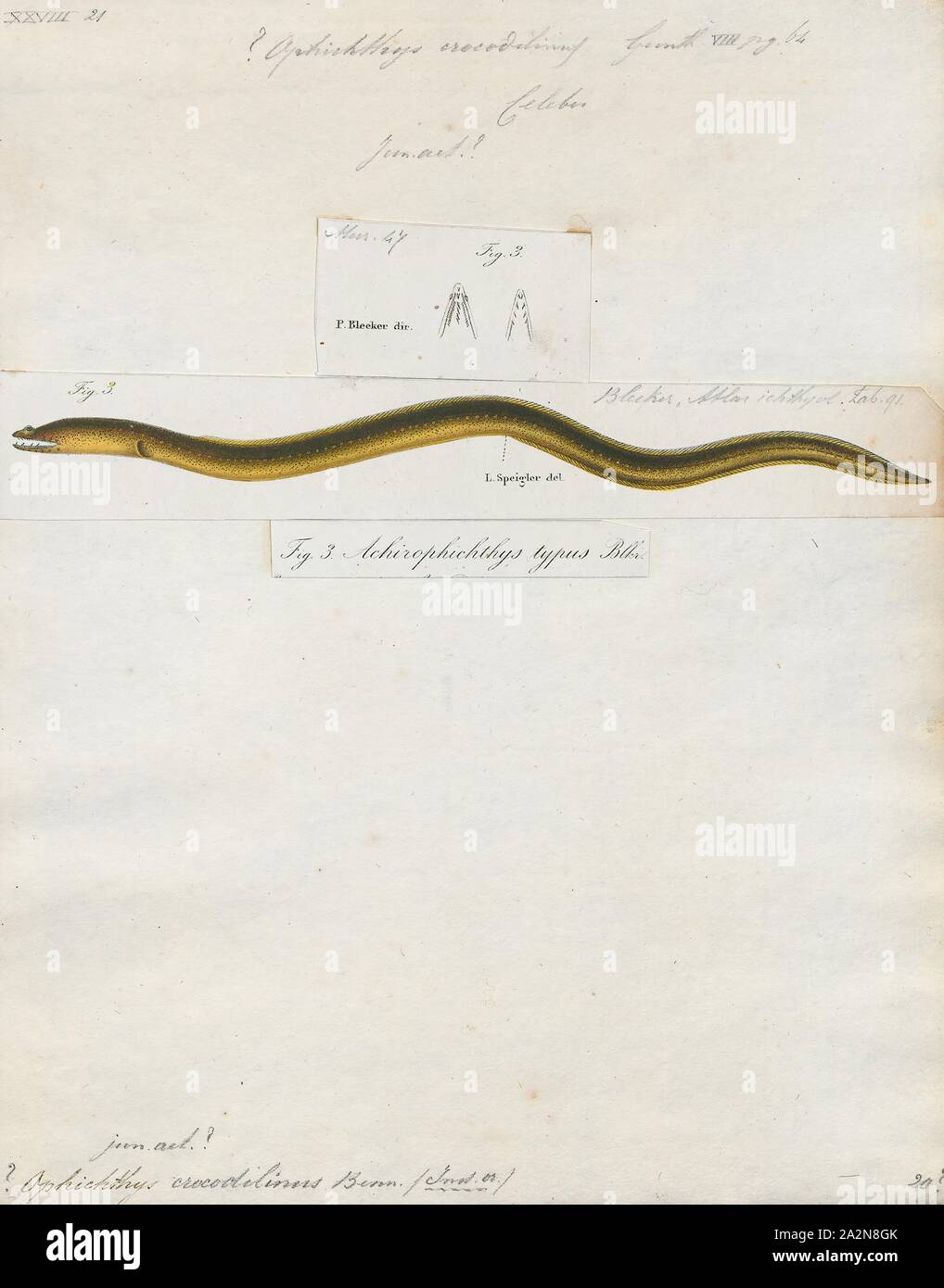 Snake eel japan hi-res stock photography and images - Alamy