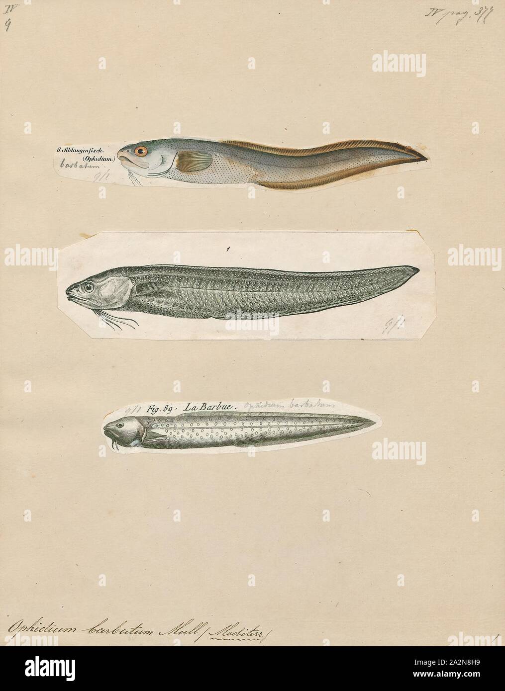 Ophidium barbatum hi-res stock photography and images - Alamy