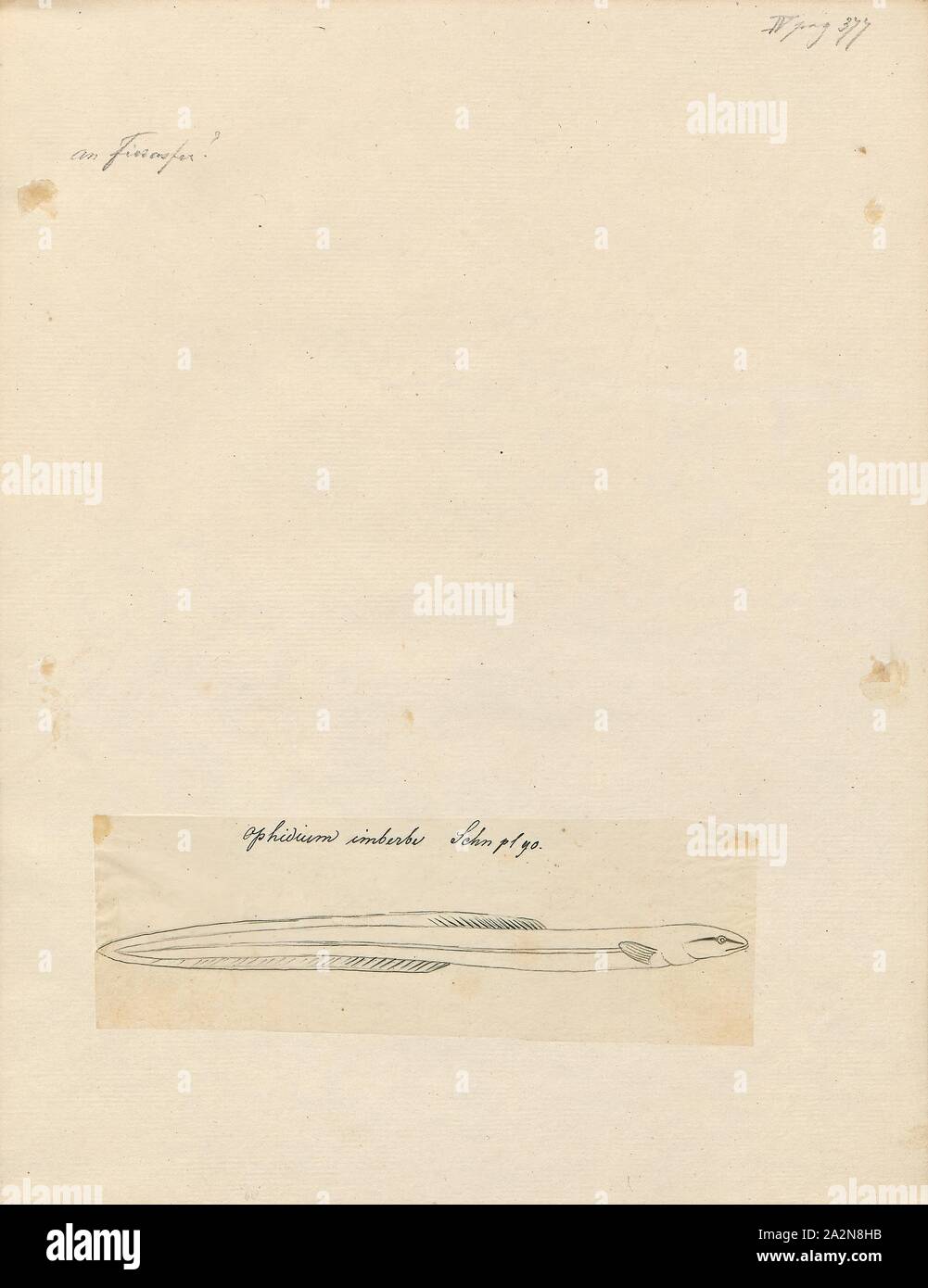 Ophidium imberbe hi-res stock photography and images - Alamy