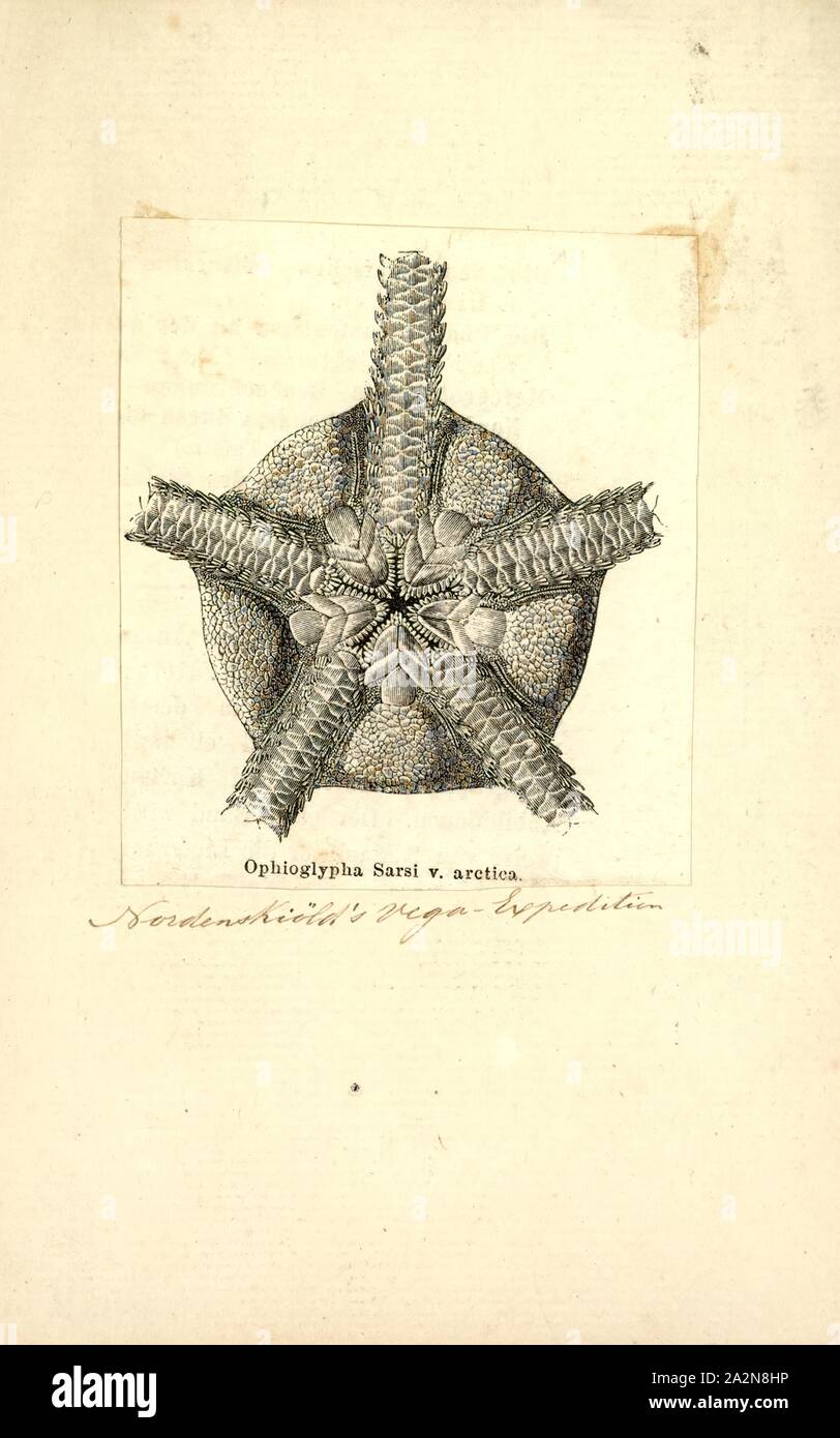 Sarsi hi-res stock photography and images - Alamy