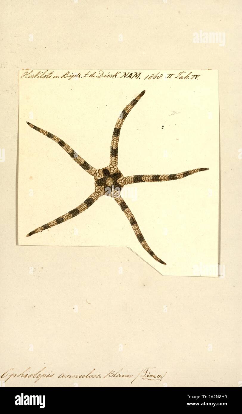 Ophiolepis annulosa, Print Stock Photo - Alamy