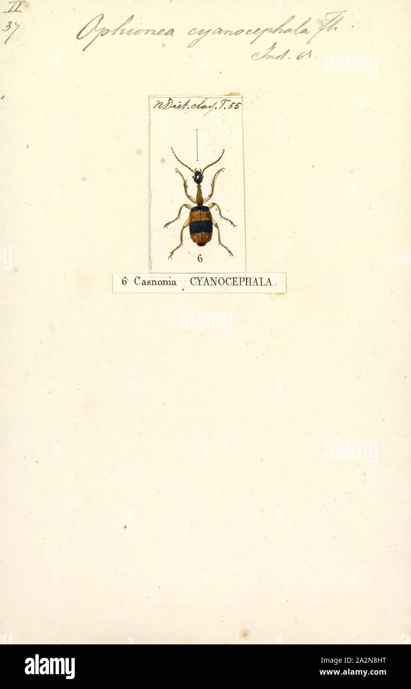 Ophionea, Print, Ophionea is a genus of beetles in the family Carabidae ...