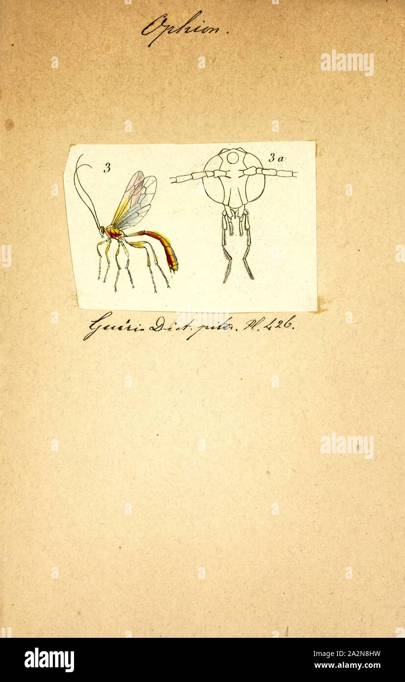 Ophion hi-res stock photography and images - Alamy