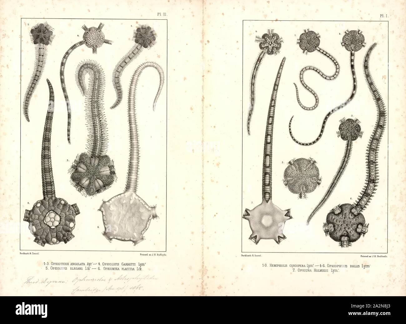 Ophiothrix angulata, Print Stock Photo - Alamy
