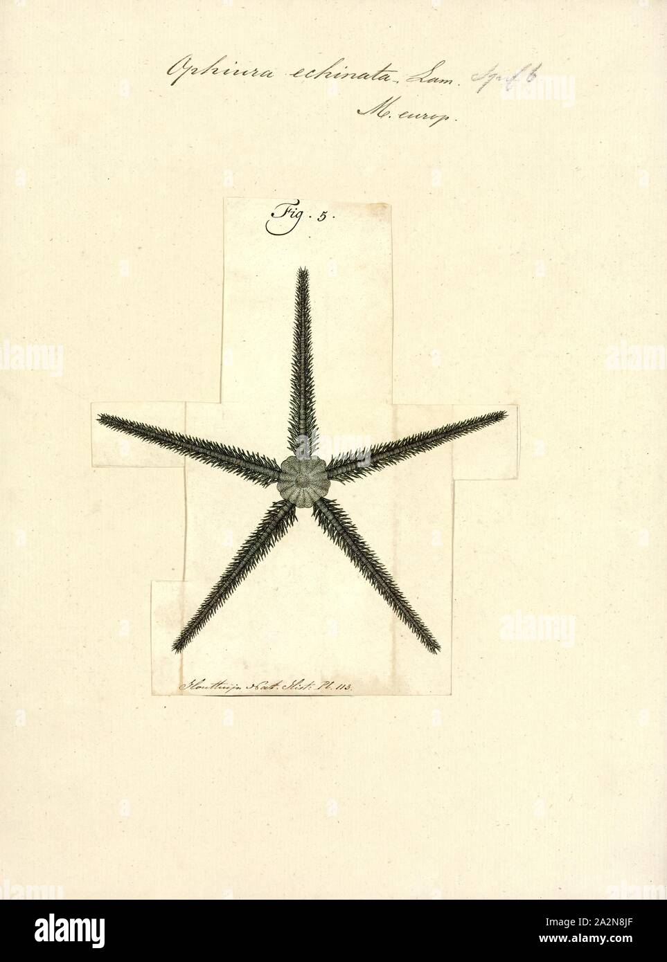 Ophiocoma echinata hi-res stock photography and images - Alamy