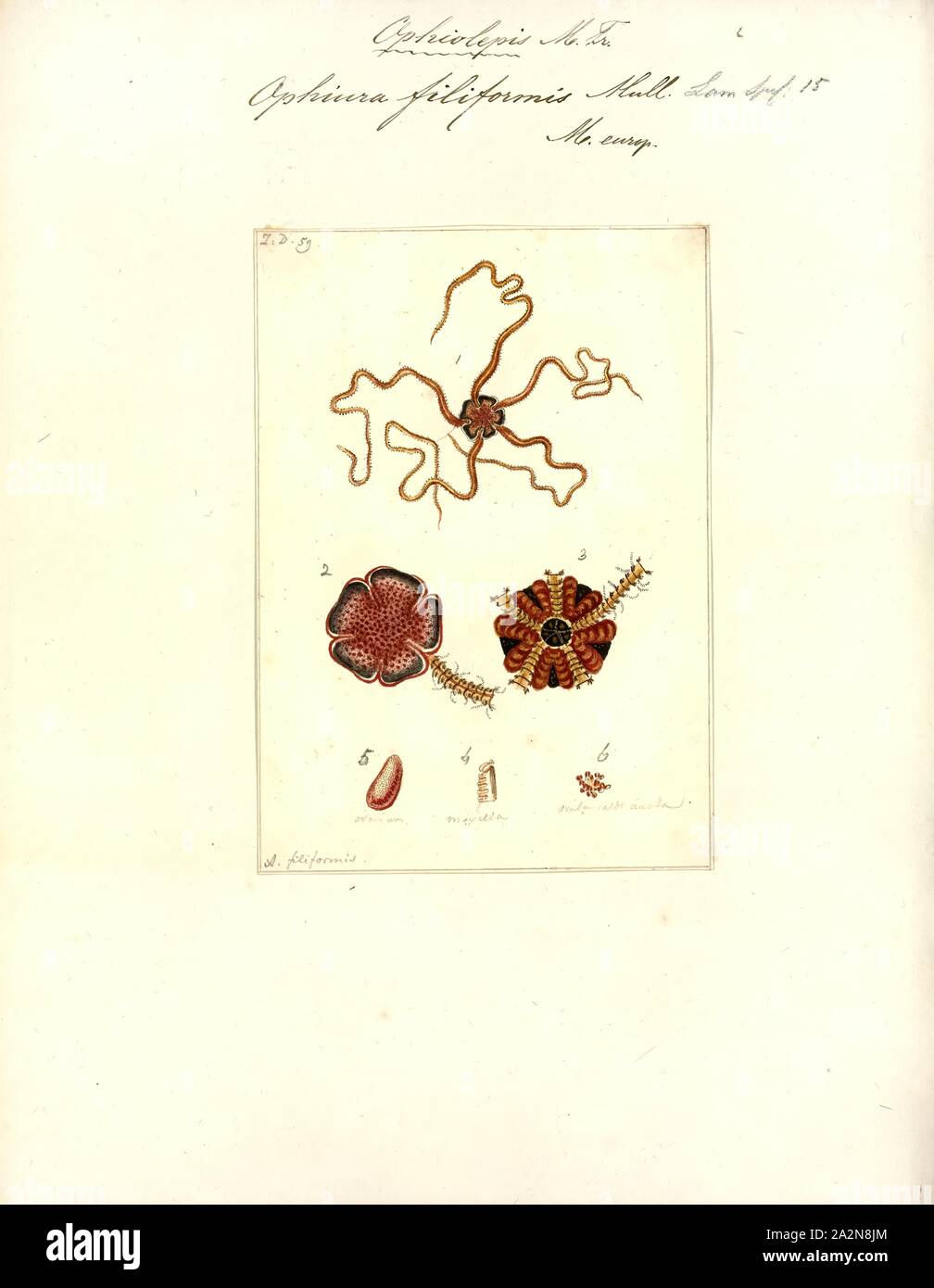 Ophiura filiformis hi-res stock photography and images - Alamy