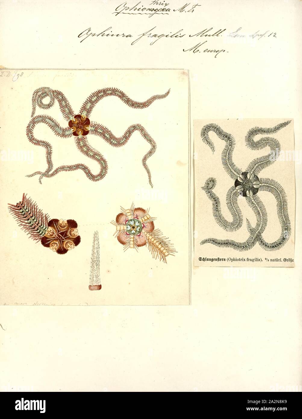 Ophiura fragilis, Print Stock Photo - Alamy