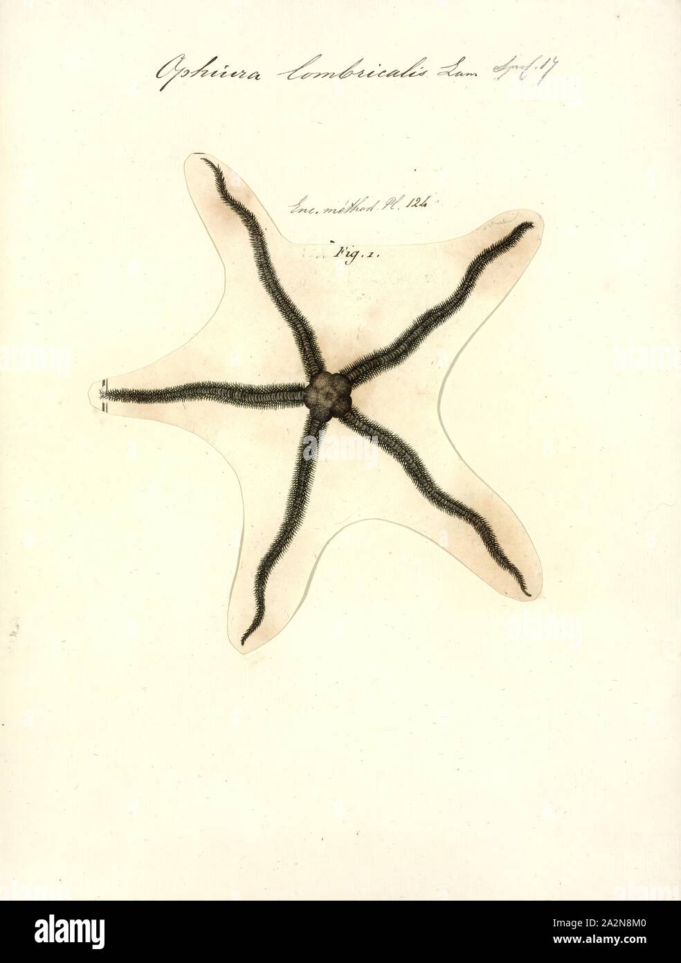 Ophiura hi-res stock photography and images - Alamy