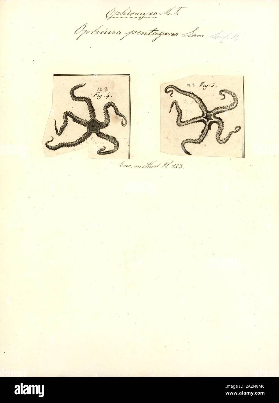 Pentagona hi-res stock photography and images - Alamy