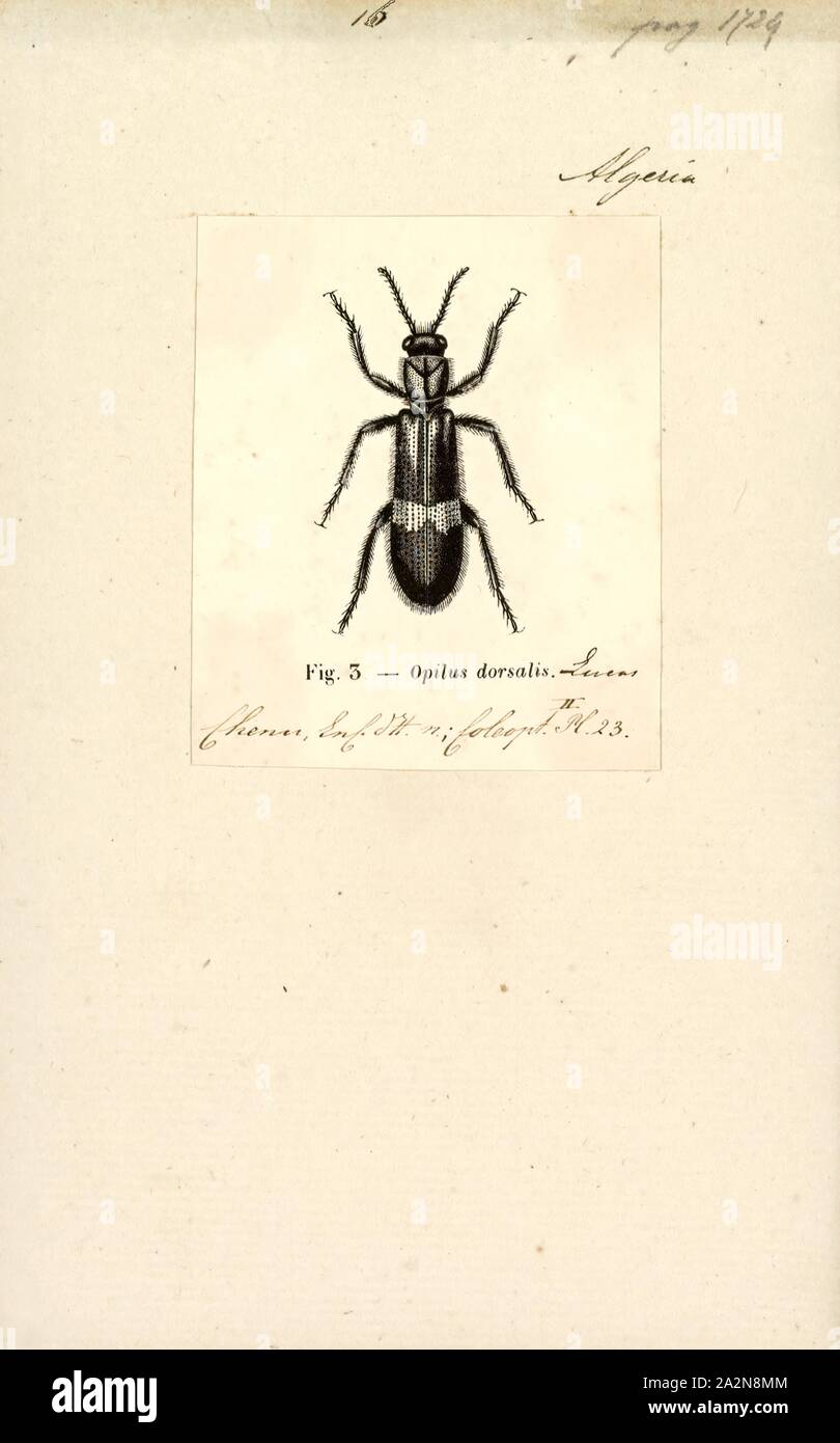 Clerinae hi-res stock photography and images - Alamy