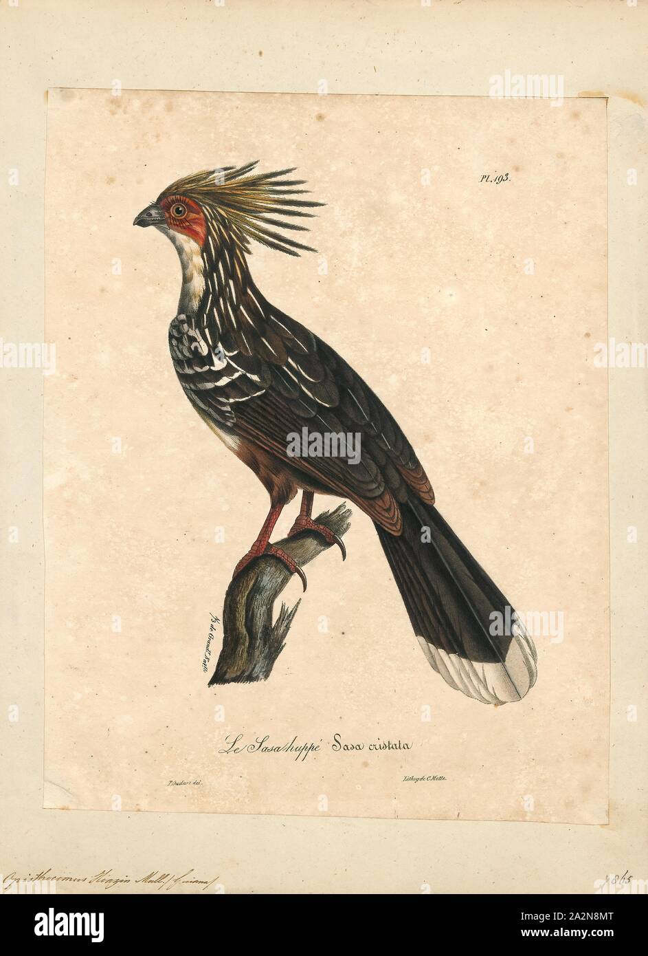 Opisthocomus hoazin, Print, The hoatzin (Opisthocomus hoazin), also ...