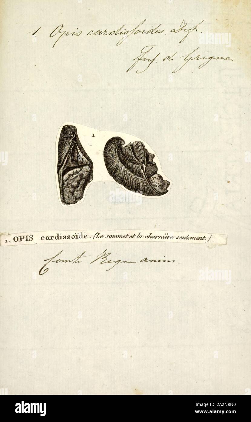 Opis cardissoides, Print Stock Photo - Alamy