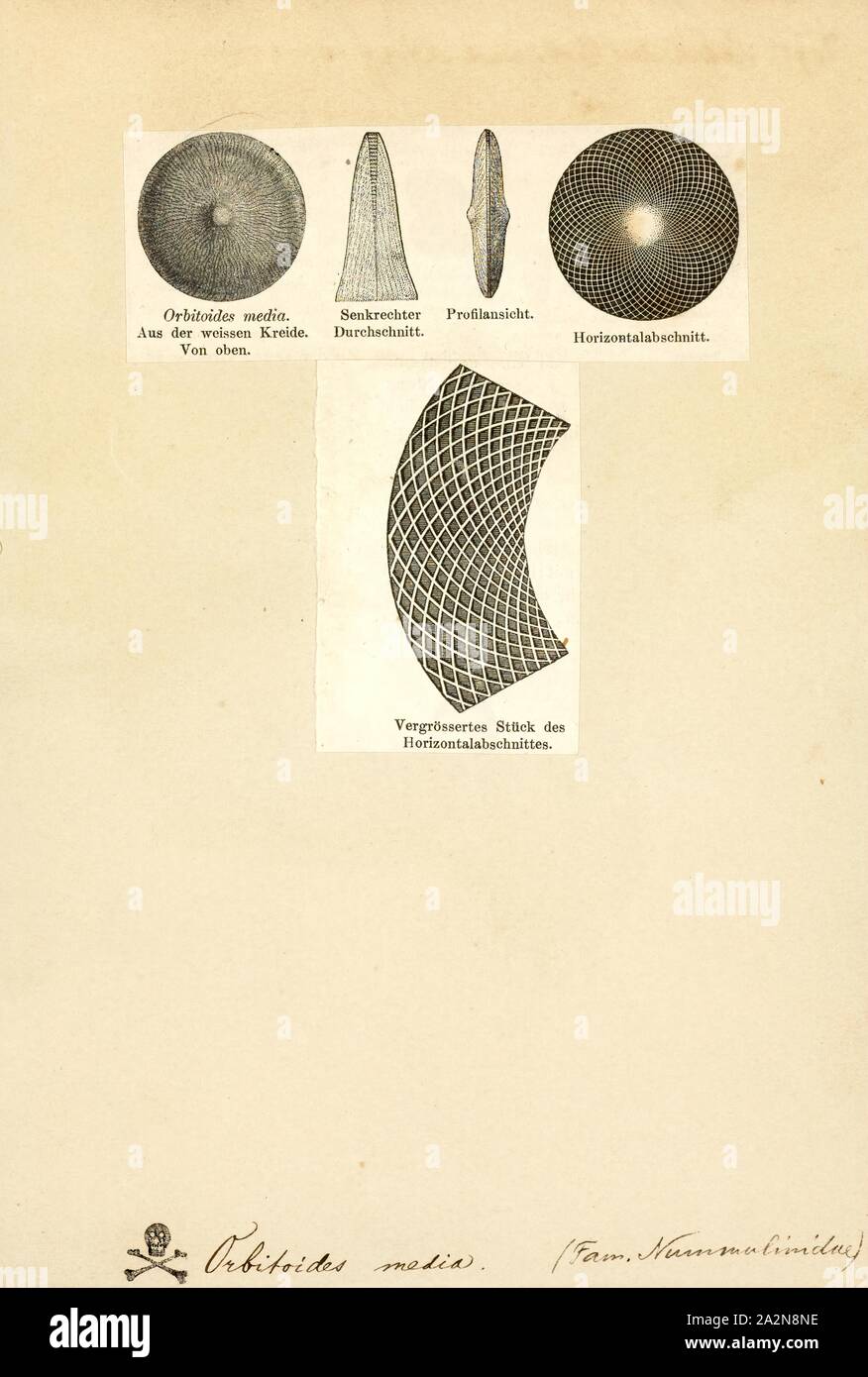Orbitoides media, Print Stock Photo - Alamy